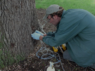 Tree Service in Dallas, TX | Tree Trimming & Arborist Services